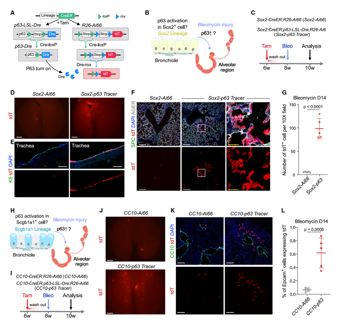 Cell Stem Cell | 周斌组揭示p63+祖细胞促进肺泡修复再生机制医药新闻-ByDrug-一站式医药资源共享中心-医药魔方