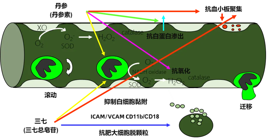 全球首部CMVD中西结合诊治指南发布：复方丹参滴丸获推荐医药新闻-ByDrug-一站式医药资源共享中心-医药魔方