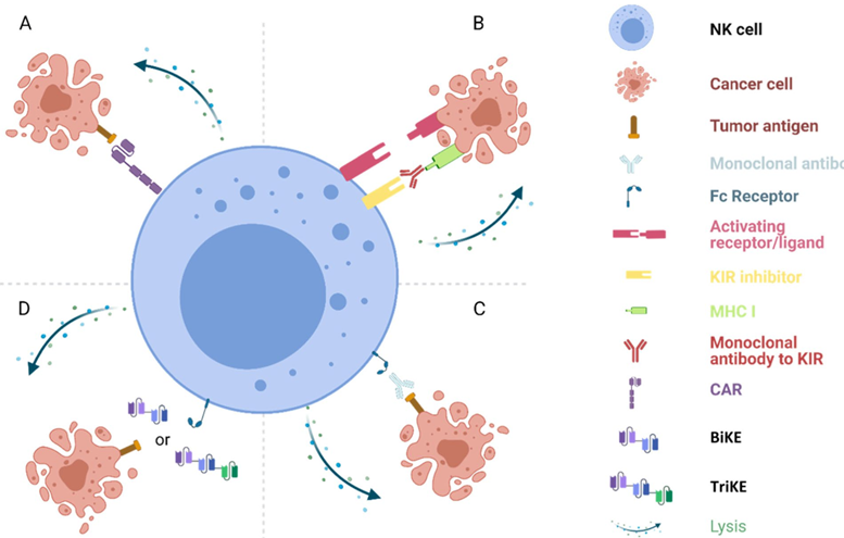 深度梳理CAR疗法 | 从CAR-T、CAR-NK到CAR-M，都有哪些应用难点与解决策略？医药新闻-ByDrug-一站式医药资源共享中心-医药魔方