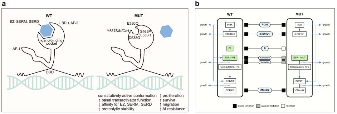 ESR1突变作为转移性激素受体阳性乳腺癌的新兴临床生物标志物医药新闻-ByDrug-一站式医药资源共享中心-医药魔方