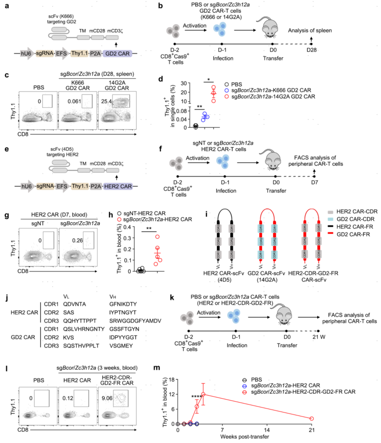 项目文章 | 单细胞测序助力诱导全新类永生化功能性T细胞医药新闻-ByDrug-一站式医药资源共享中心-医药魔方