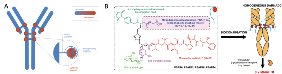 Beyond PEGylation：聚肌氨酸(PSAR)在ADC领域的应用医药新闻-ByDrug-一站式医药资源共享中心-医药魔方