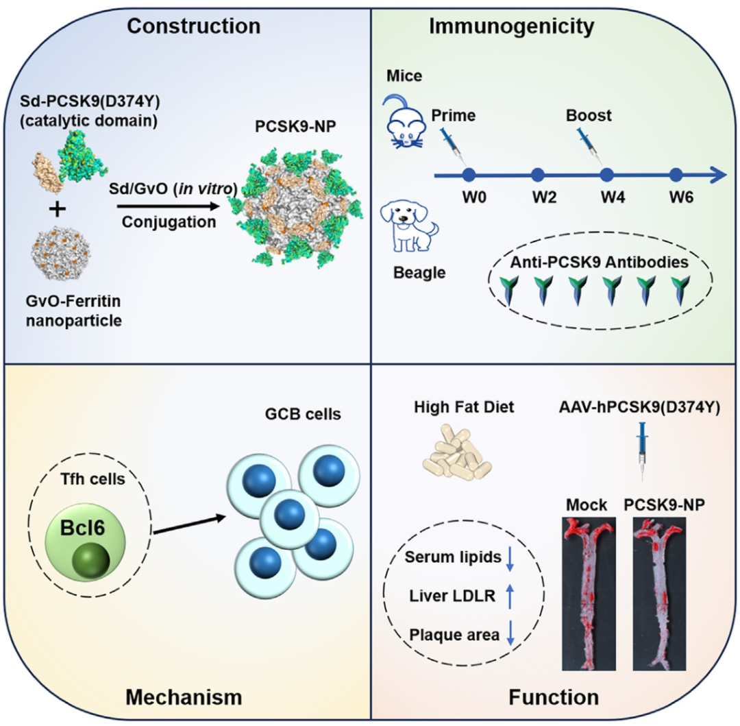 Cell 子刊 | 有望一针长效降脂！靶向 PCSK9 的全新降胆固醇疫苗，由中山大学张辉团队研发医药新闻-ByDrug-一站式医药资源共享中心-医药魔方