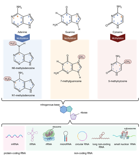 范先群院士团队 | RNA甲基化稳态在眼病中的关键作用医药新闻-ByDrug-一站式医药资源共享中心-医药魔方