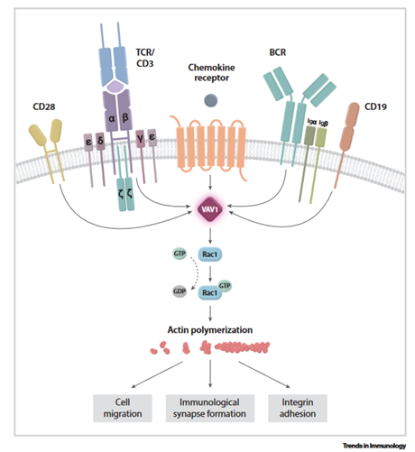 VAV1——一个潜在治疗自免和慢性炎症疾病的新靶点医药新闻-ByDrug-一站式医药资源共享中心-医药魔方