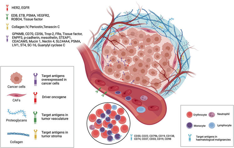 ADC详解系列第一期——靶点篇医药新闻-ByDrug-一站式医药资源共享中心-医药魔方