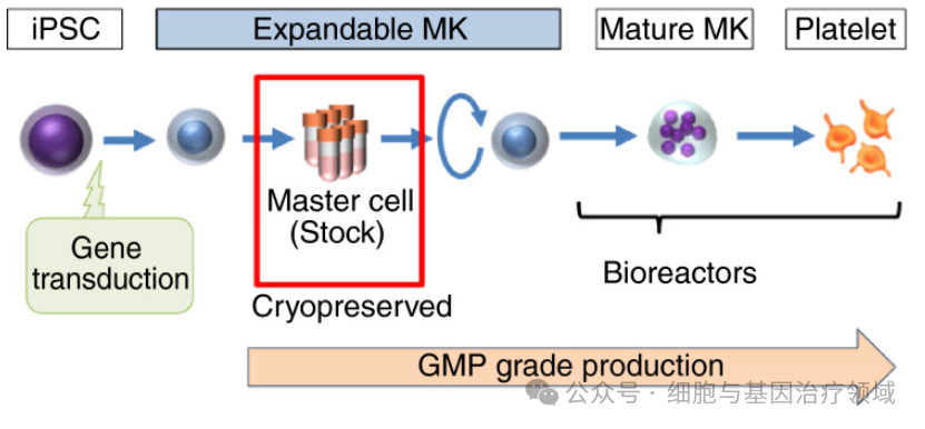 iPSC衍生血小板技术使体外大批量制备血小板成为现实医药新闻-ByDrug-一站式医药资源共享中心-医药魔方