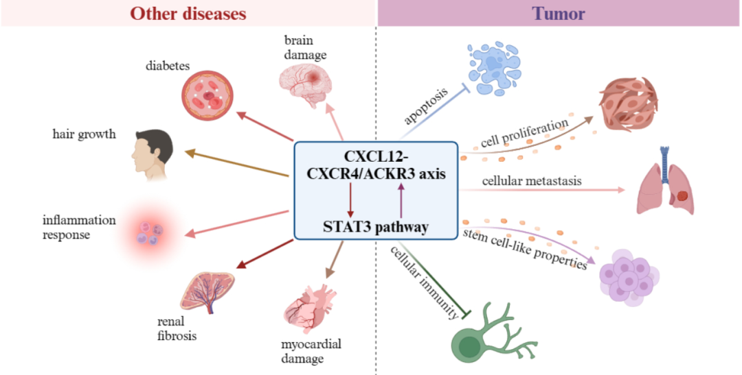 誉衡生物宣布莫替福肽（APHEXDA®，motixafortide）获中国澳门药物监督管理局批准上市医药新闻-ByDrug-一站式医药资源共享 ...