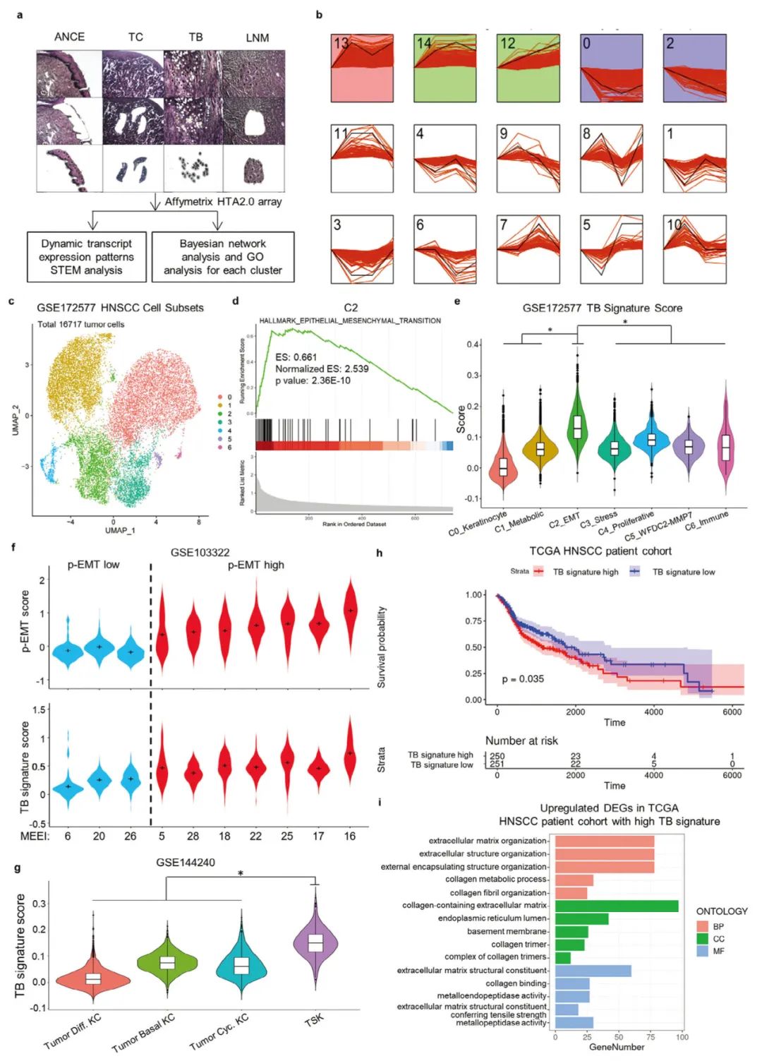 Adv Sci丨光华口腔医院团队揭示超级lncRNA CYTOR驱动HNSCC肿瘤出芽细胞转移的机制医药新闻-ByDrug-一站式医药资源共享中心-医药魔方