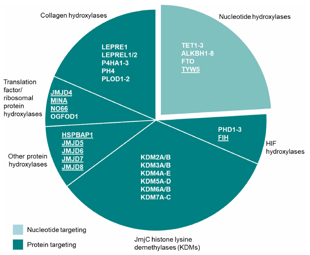 当肿瘤代谢遇见表观遗传调控—IDH突变肿瘤的靶向治疗(二)医药新闻-ByDrug-一站式医药资源共享中心-医药魔方