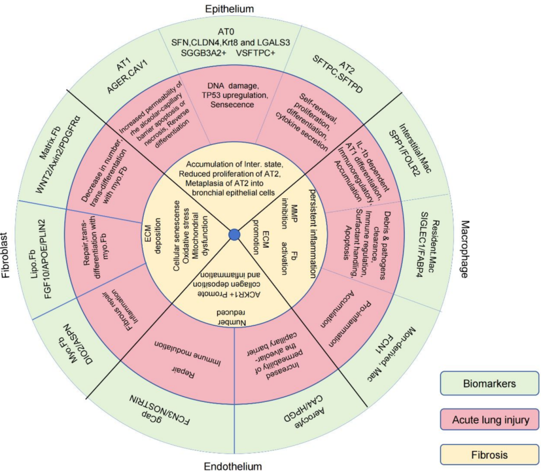 《AJRCMB》发表解立新、陈永怀教授团队综述：肺泡微环境中的细胞互作—从肺损伤到纤维化医药新闻-ByDrug-一站式医药资源共享中心-医药魔方