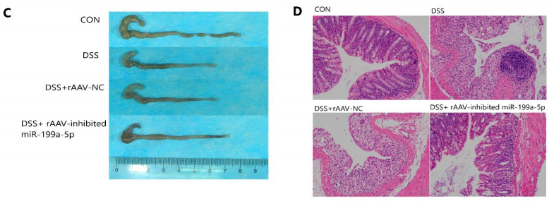 特异性基因调控丨AAV在肠道中的靶向递送策略医药新闻-ByDrug-一站式医药资源共享中心-医药魔方