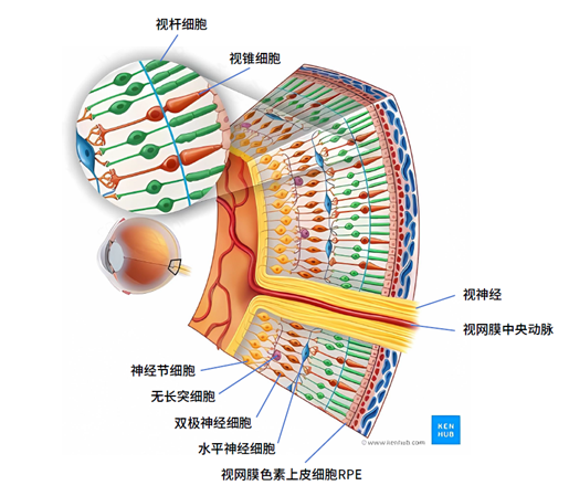 【组织特异性干货】AAV视网膜特异性基因调控策略医药新闻-ByDrug-一站式医药资源共享中心-医药魔方