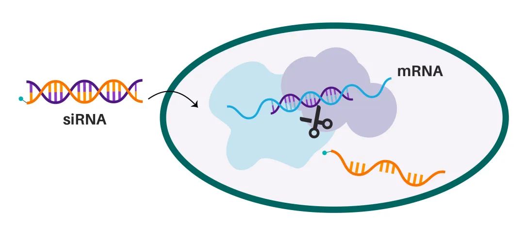 基因的“沉默者”：解锁siRNA的无限可能医药新闻-ByDrug-一站式医药资源共享中心-医药魔方