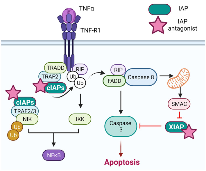 【速递】“FIC”IAP抑制剂失败，德国默克终止xevinapant III期临床医药新闻-ByDrug-一站式医药资源共享中心-医药魔方