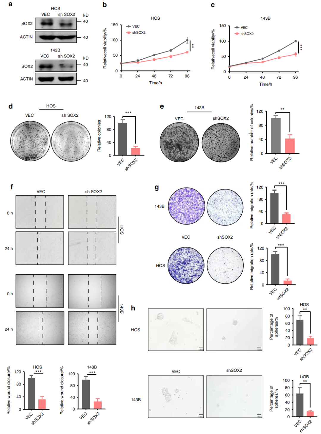 Bone Research丨揭秘骨肉瘤耐药：AKT抑制剂与化疗药物联合治疗新突破医药新闻-ByDrug-一站式医药资源共享中心-医药魔方