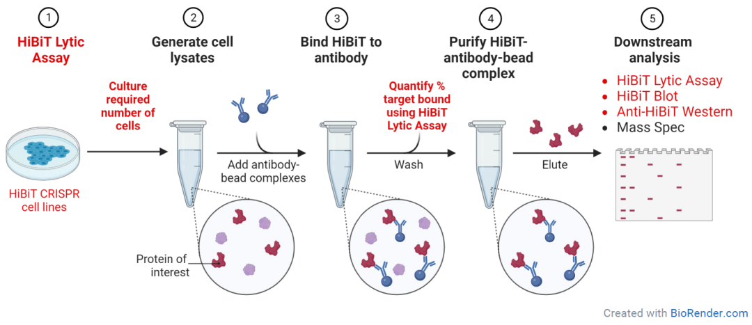 突破表位标签局限 | Anti-HiBiT抗体解锁低丰度内源蛋白检测新方案医药新闻-ByDrug-一站式医药资源共享中心-医药魔方