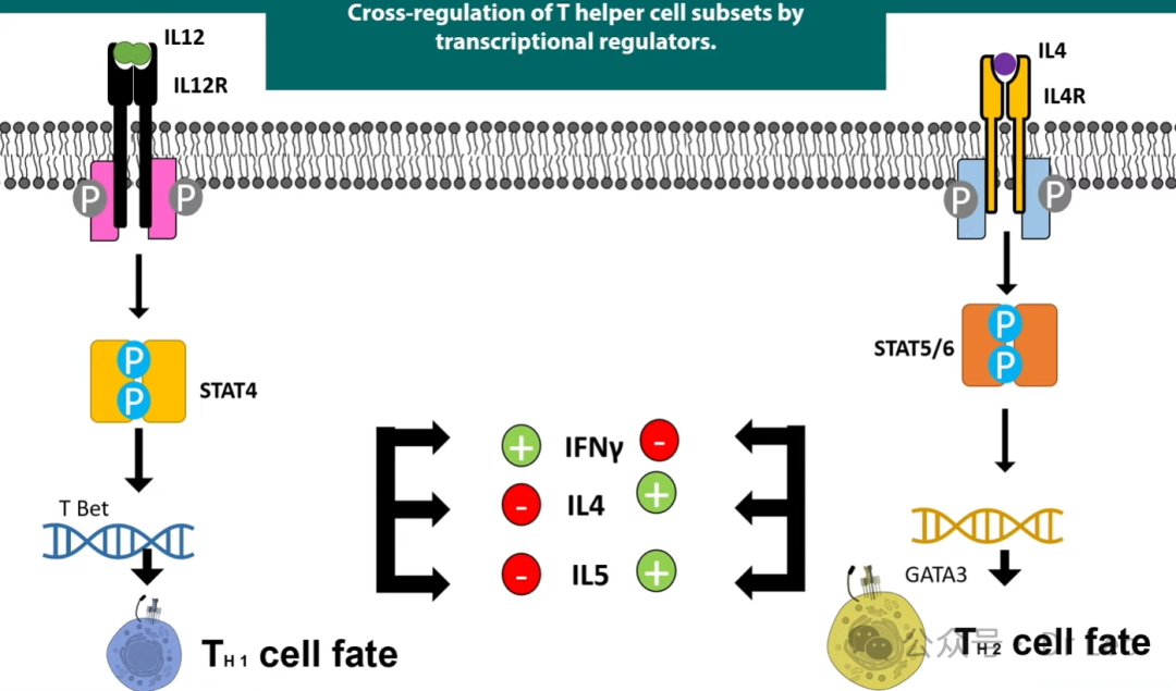 T细胞全家福：T细胞亚型医药新闻-ByDrug-一站式医药资源共享中心-医药魔方