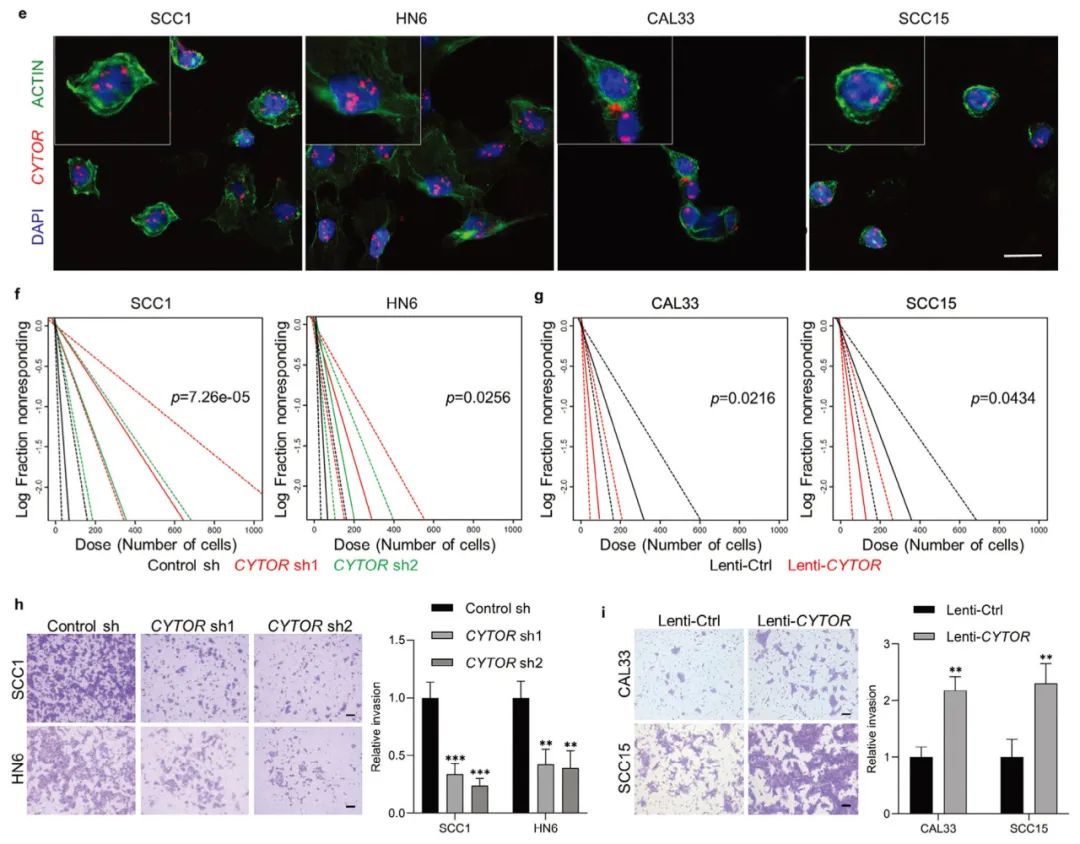 Adv Sci丨光华口腔医院团队揭示超级lncRNA CYTOR驱动HNSCC肿瘤出芽细胞转移的机制医药新闻-ByDrug-一站式医药资源共享 ...