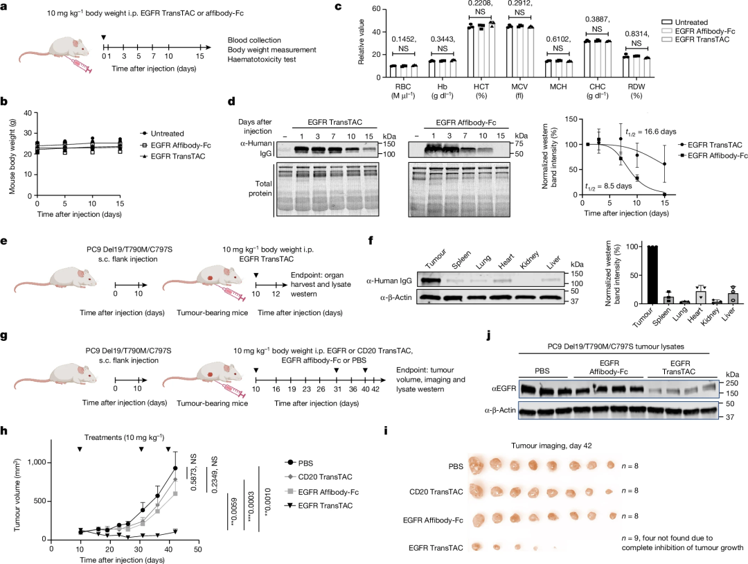 Nature突破：PROTAC之后，TransTAC来了医药新闻-ByDrug-一站式医药资源共享中心-医药魔方