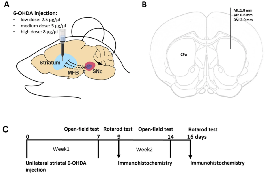 帕金森病动物造模手段详解（中）-- 6-OHDA诱导帕金森模型医药新闻-ByDrug-一站式医药资源共享中心-医药魔方