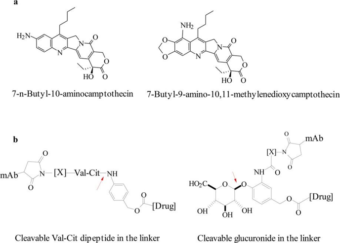 盘点ADC有效载荷背后的故事：拓扑异构酶抑制剂医药新闻-ByDrug-一站式医药资源共享中心-医药魔方