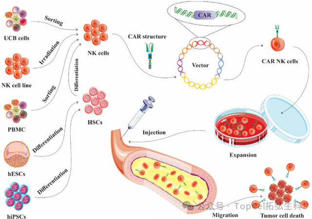 CD16强化CAR-NK疗法的攻击力医药新闻-ByDrug-一站式医药资源共享中心-医药魔方