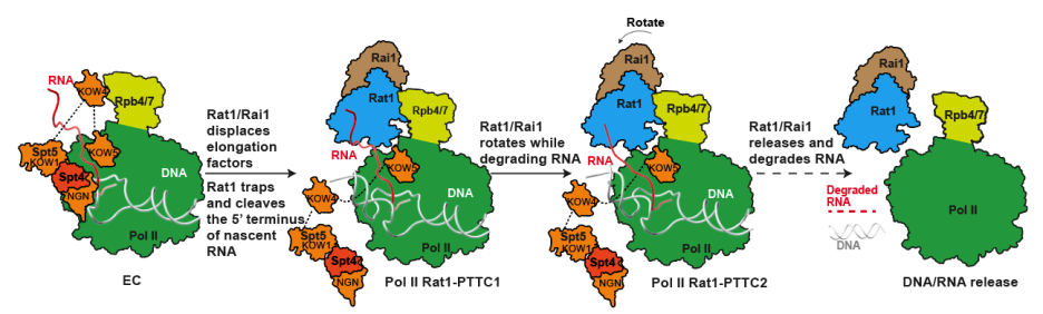 Nature | Pol II终止mRNA合成的机制终揭开，符合修正版的“鱼雷”模型医药新闻-ByDrug-一站式医药资源共享中心-医药魔方