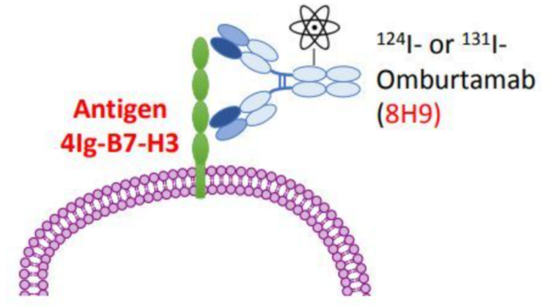被刷屏的B7-H3，有哪些靶向疗法？医药新闻-ByDrug-一站式医药资源共享中心-医药魔方