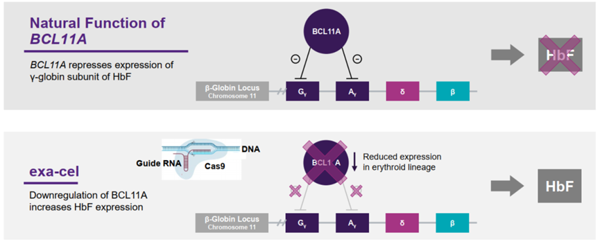 CRISPR/Cas9基因编辑疗法获FDA批准治疗β地中海贫血医药新闻-ByDrug-一站式医药资源共享中心-医药魔方
