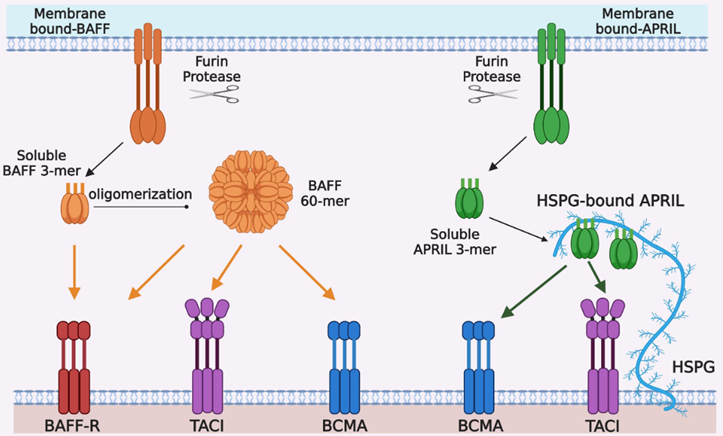 中国创新药下一个BD大机会，藏不住了医药新闻-ByDrug-一站式医药资源共享中心-医药魔方
