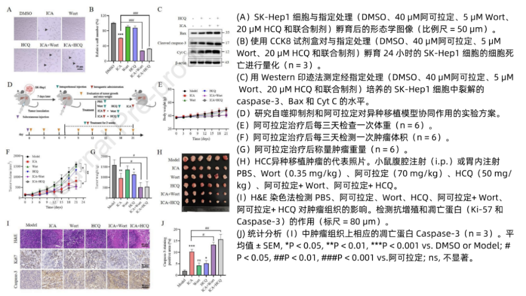 机制明晰：阿可拉定诱导肝癌线粒体自噬-细胞凋亡，发挥抗HCC作用医药新闻-ByDrug-一站式医药资源共享中心-医药魔方