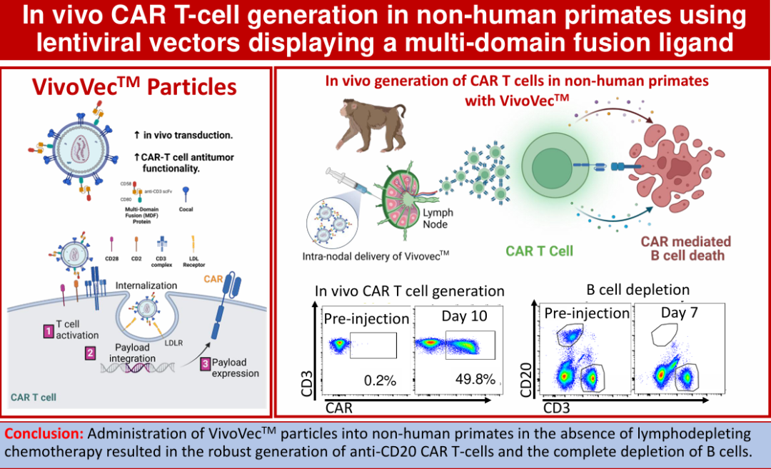 体内制造CAR-T疗法在非人灵长类动物中的数据披露医药新闻-ByDrug-一站式医药资源共享中心-医药魔方