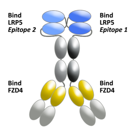 30亿美元！默沙东收购EyeBio，获得一款眼科三特异性抗体医药新闻-ByDrug-一站式医药资源共享中心-医药魔方