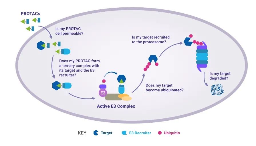 技术文章 | HiBiT标签技术实现内源性蛋白动态全解析：从定位、互作到降解医药新闻-ByDrug-一站式医药资源共享中心-医药魔方