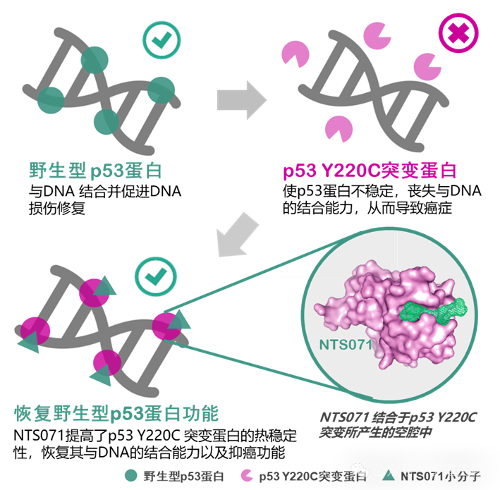 「宇道生物」AI驱动的针对p53 Y220C突变的新型变构重激活小分子获FDA批准开展临床医药新闻-ByDrug-一站式医药资源共享中心-医药魔方