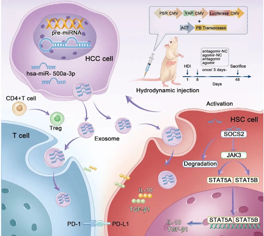 Adv Sci（IF14.3）丨癌细胞来源的外泌体miR-500a-3p调节肝星状细胞活化和免疫抑制微环境医药新闻-ByDrug-一站式医药资源共享中心-医药魔方