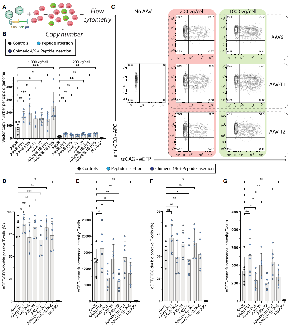 比AAV6强5倍！T细胞靶向AAV新衣壳AAV‑T1/T2，助力通用型CAR‑T开发医药新闻-ByDrug-一站式医药资源共享中心-医药魔方