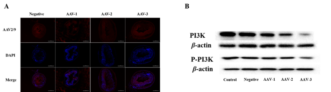 AAV靶向肠道应用一篇就go了医药新闻-ByDrug-一站式医药资源共享中心-医药魔方