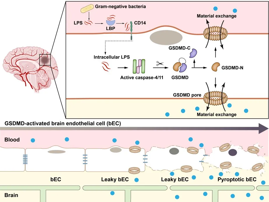 Nature！罗敏敏团队与邵峰团队合作揭示GSDMD的激活是炎症性血脑屏障破坏的关键机制医药新闻-ByDrug-一站式医药资源共享中心-医药魔方