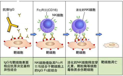 抗体三大作用机制：ADCC/ADCP/CDC医药新闻-ByDrug-一站式医药资源共享中心-医药魔方
