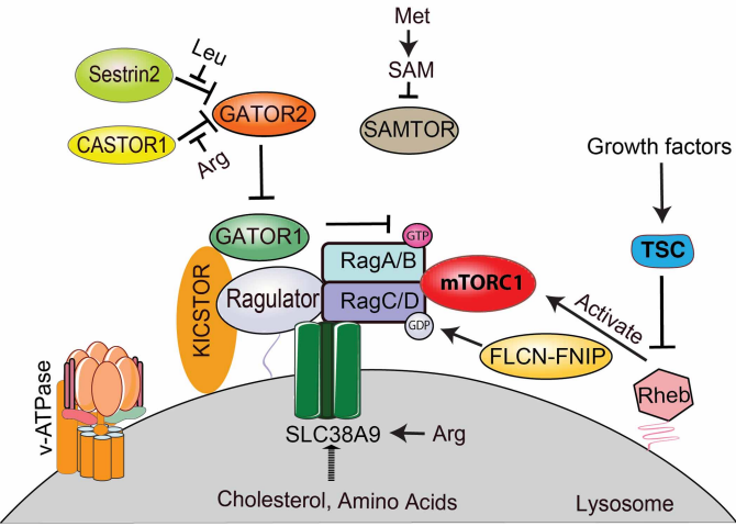 T细胞活化的第四信号医药新闻-ByDrug-一站式医药资源共享中心-医药魔方