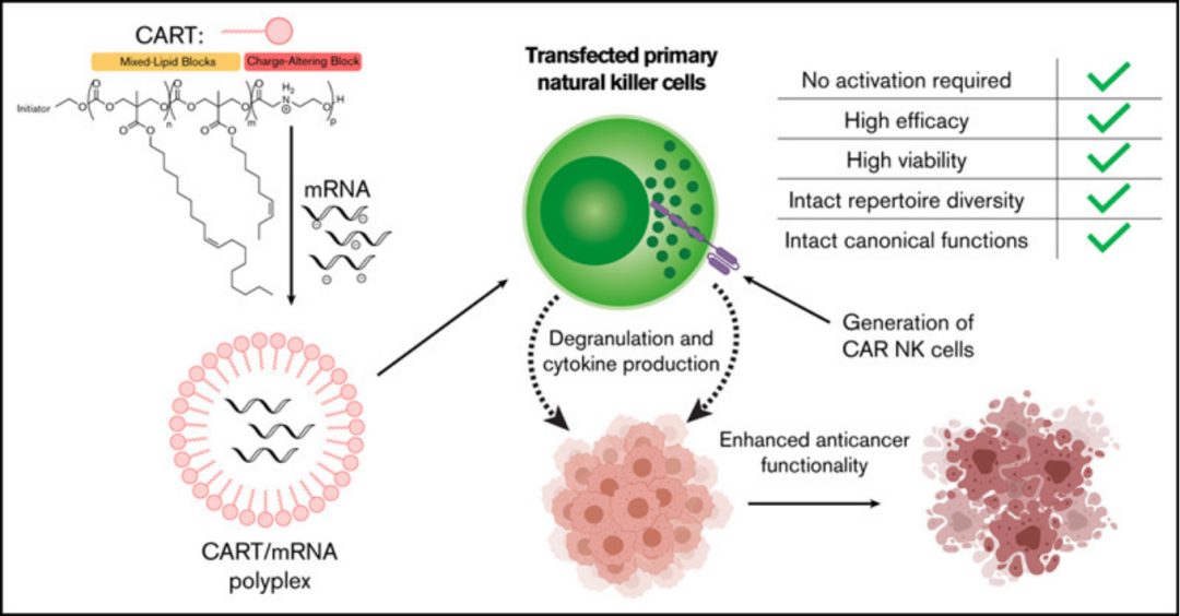 基于mRNA的CAR免疫疗法新进展及面临的机遇和挑战医药新闻-ByDrug-一站式医药资源共享中心-医药魔方