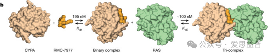 RAS(ON)多选择性抑制剂RMC-6236 胰腺癌I期结果积极医药新闻-ByDrug-一站式医药资源共享中心-医药魔方