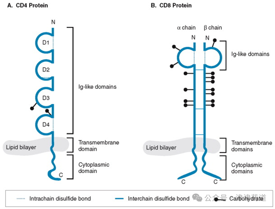下一代TCE之精准激活T细胞亚群医药新闻-ByDrug-一站式医药资源共享中心-医药魔方