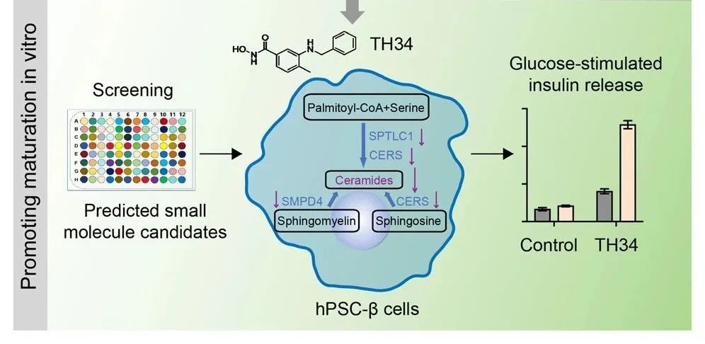 Cell子刊 | 人多能干细胞衍生胰岛细胞，有望助力糖尿病治疗医药新闻-ByDrug-一站式医药资源共享中心-医药魔方
