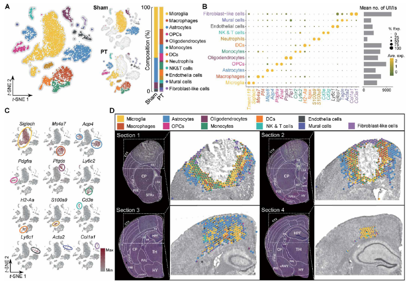 Sci Transl Med | 东南大学姚红红教授团队揭示LGALS9-CD44信号通路在卒中后脑修复中的重要作用医药新闻-ByDrug-一 ...
