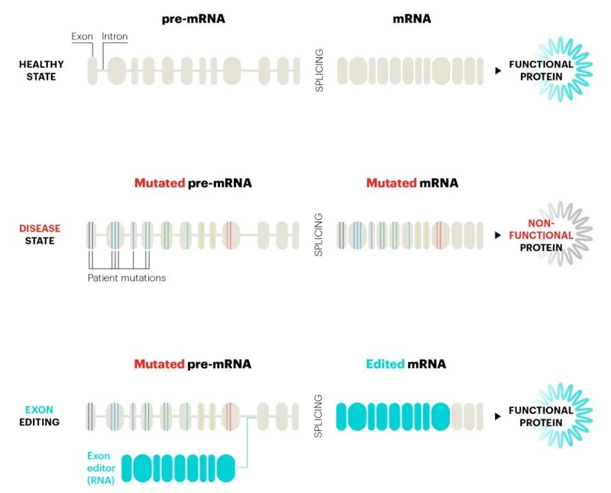 18亿美元！罗氏与Ascidian达成RNA编辑疗法合作医药新闻-ByDrug-一站式医药资源共享中心-医药魔方