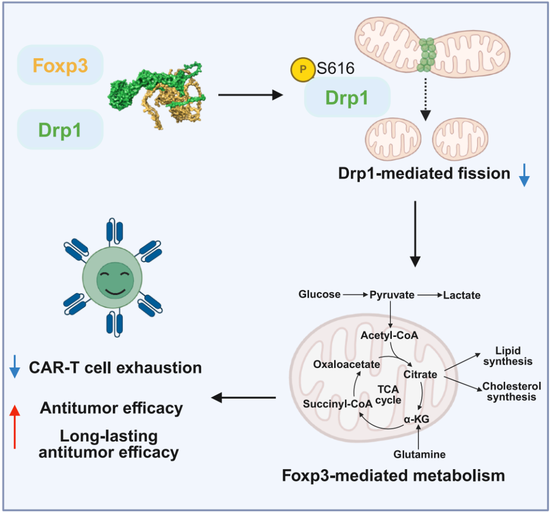 Cell子刊：复旦大学骆菲菲/储以微团队开发新型CAR-T细胞疗法，提高对实体瘤的治疗效果医药新闻-ByDrug-一站式医药资源共享中心-医药魔方