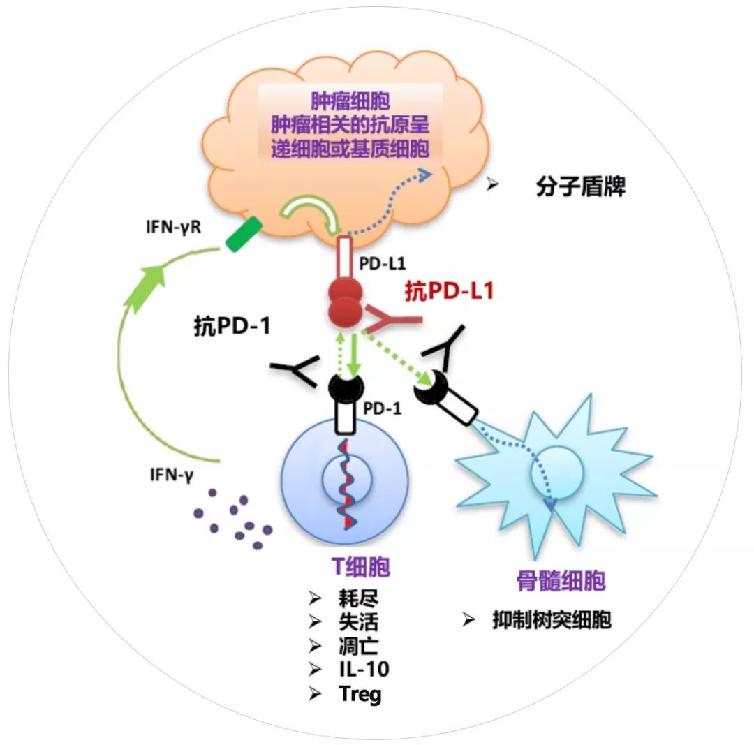 【小特新知】基于PD-1/PD-L1 通路的免疫治疗医药新闻-ByDrug-一站式医药资源共享中心-医药魔方